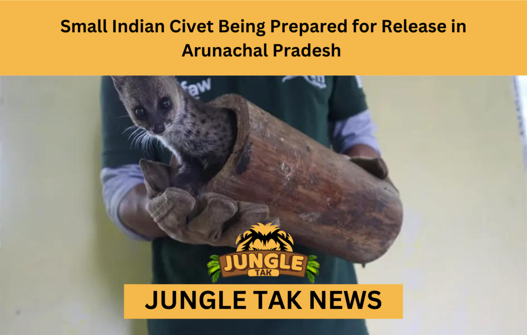 Small Indian Civet Being Prepared For Release In Arunachal Pradesh ...